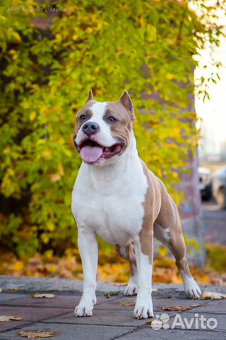 Высокопородные щенок американского стафф терьера