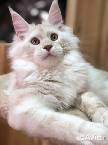 Три крупных чудесных мальчика мейн-кун