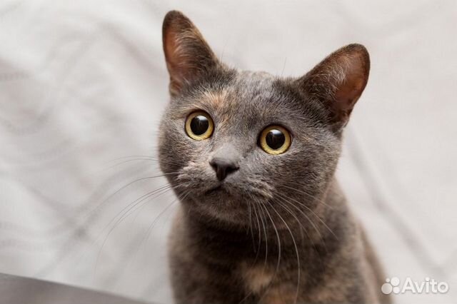 Голубокремовая кошечка Мэгги ищет дом