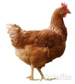 Курица несушка