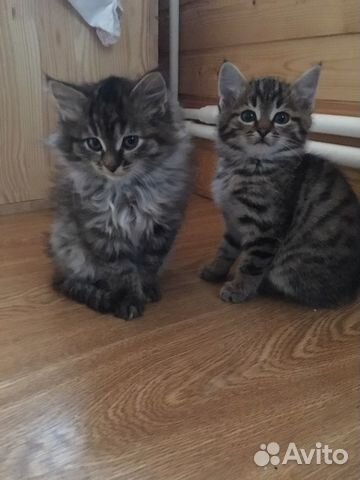 Котодети ищут дом