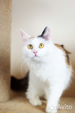 Котёнок Монро