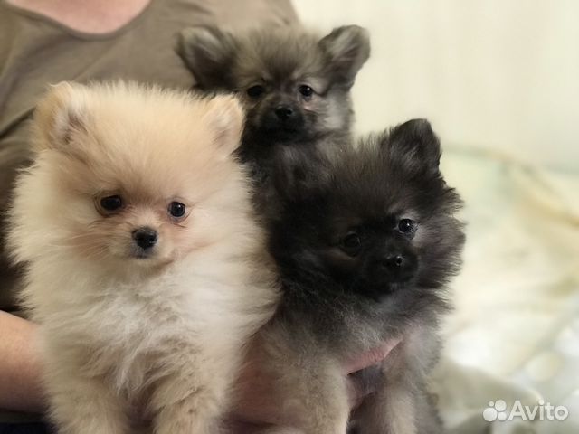 Немецкий цверг (мини) шпиц