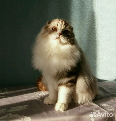 Подрощенный котик хайленд фолд
