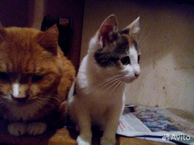 Прелестная трёхцветная кошечка ищет Вас