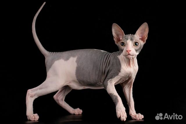 Донской сфинкс