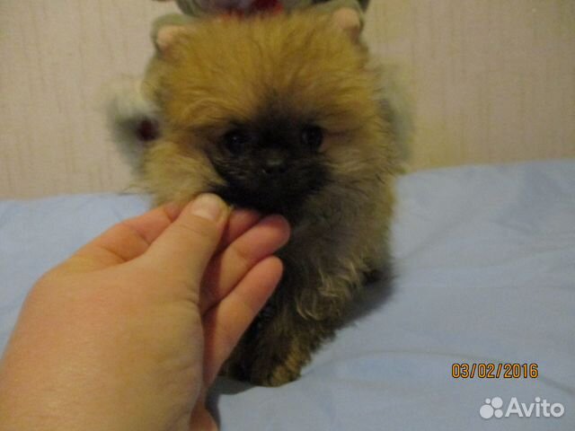 Девица красавица шпиц