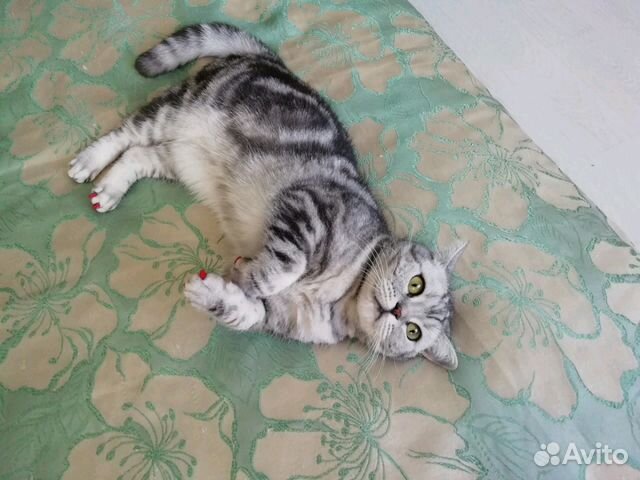 Отдам в хорошие руки кошку шотландский скотиш стра