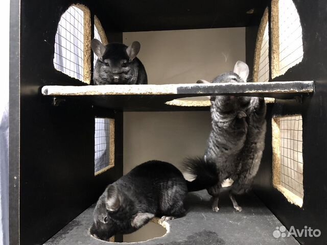 Шиншиллы. Девочки. Окрас-темный эбони