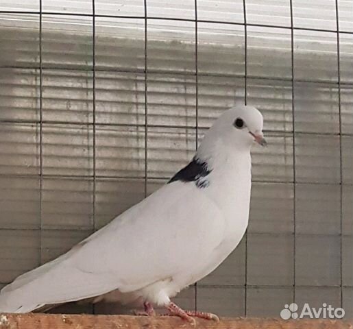 Голуби Пермские