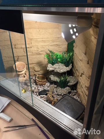 Геккон с террариумом