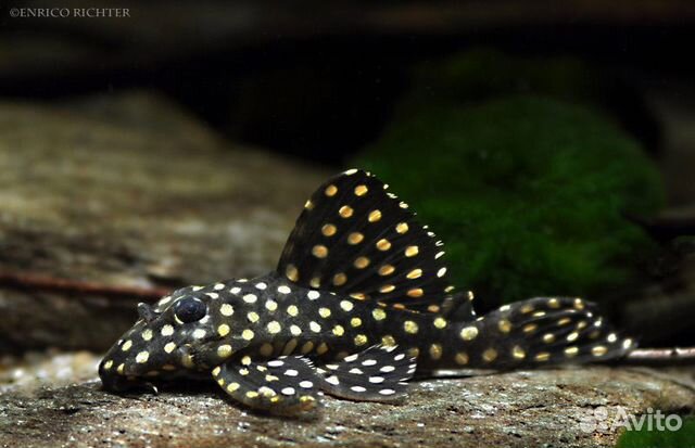 Сомы L-201 (6-7 см)