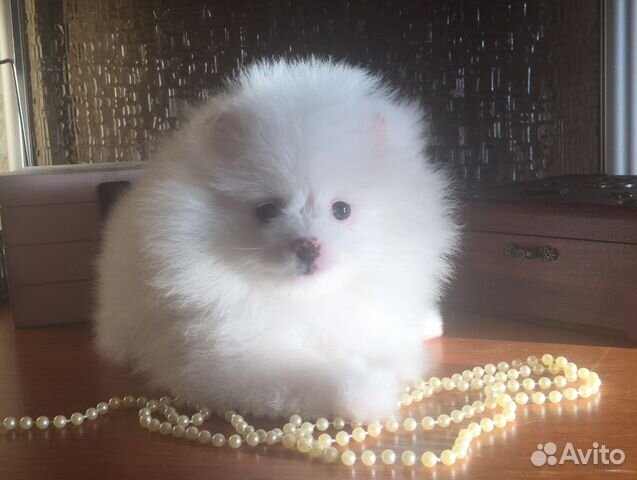 Белоснежка