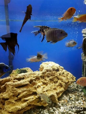 Отдам рыб 3 шт скалярия. За крупный корм