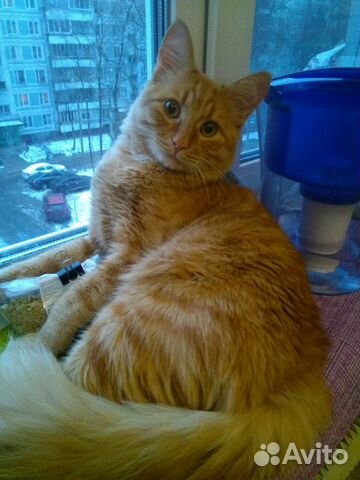 Молодой котик