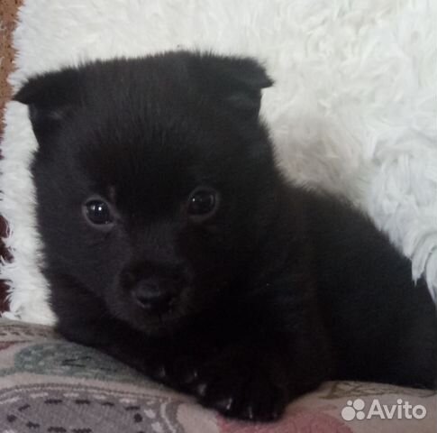 Продаётся щенок Шипперке