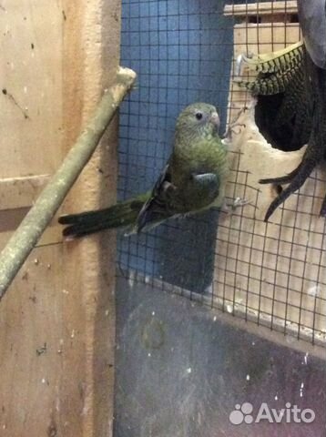Певчие попугаи