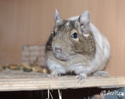 Пятнистые дегу