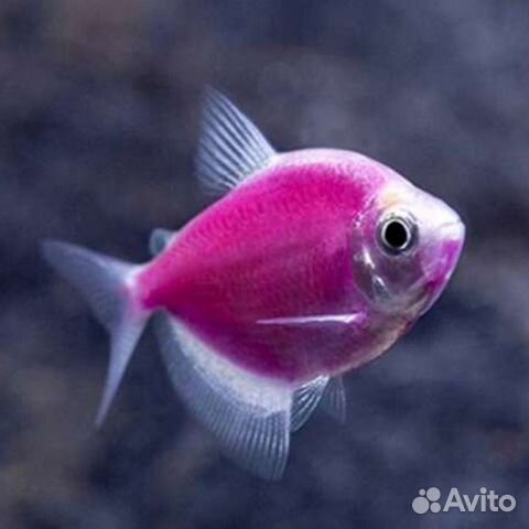 Аквариумные рыбки