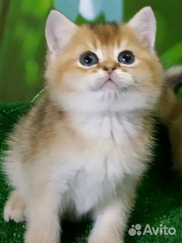 Британский котик ny25
