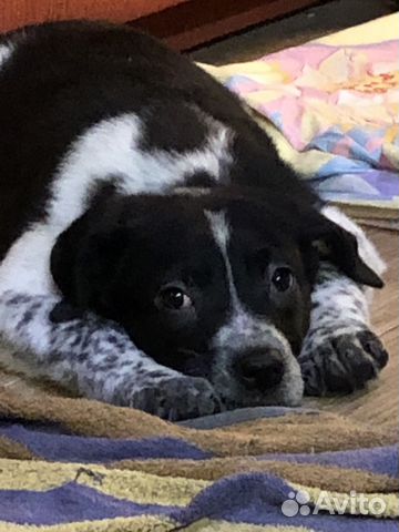 Оленёнок Бэмби в добрые руки