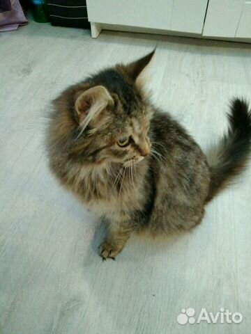 Котенок, нежная девочка