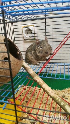 Чилийские белки дегу (самец и самка)