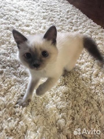 Сиамская кошечка