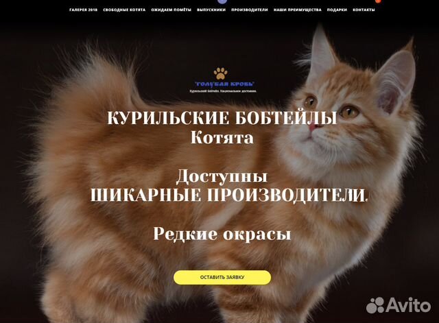 Шикарные готовые производители. Котята