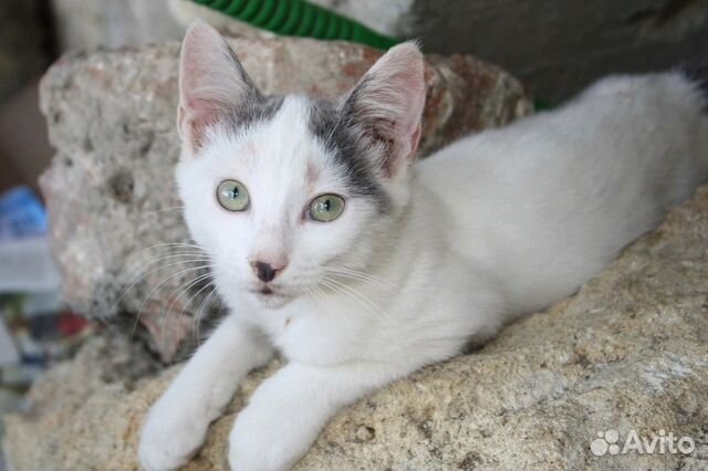 Котенок Умка ищет любящего хозяина