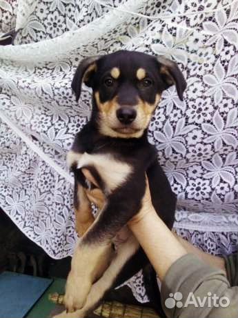 Щенок мальчик спешно ищет семью