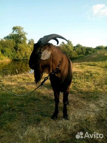 Нубийский козел