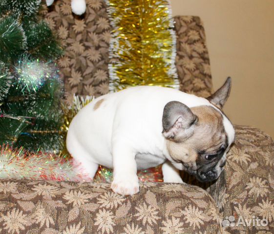 Лучший ваш подарочек это я