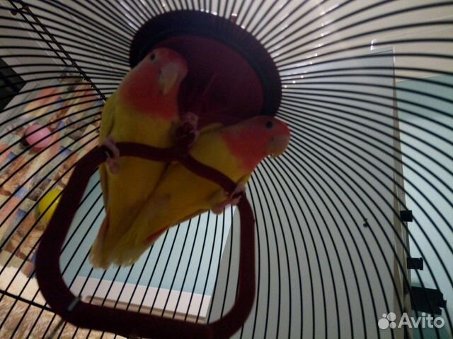 Продам попугаев неразлучников