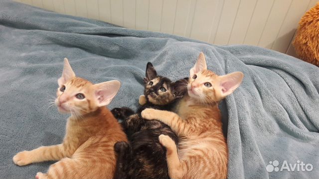 Котята ориентальные