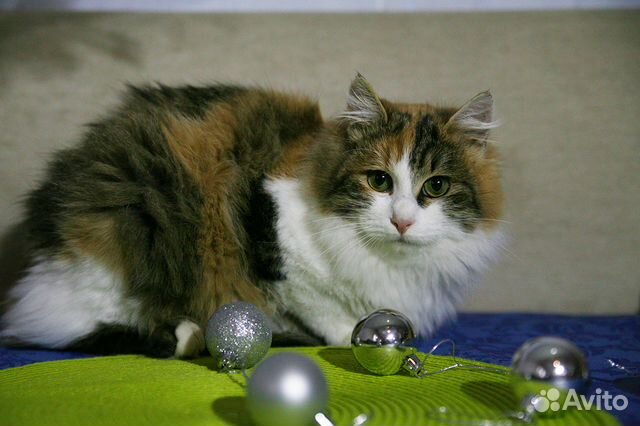 Кошка Матрёшка ищет добрый дом