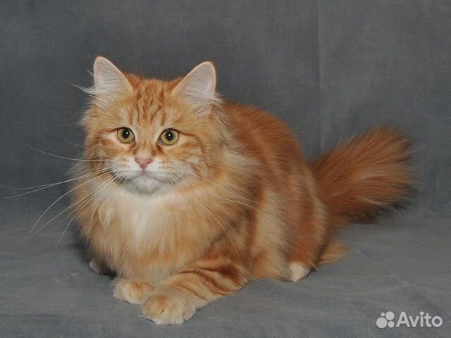 Сибирский котенок, девочка