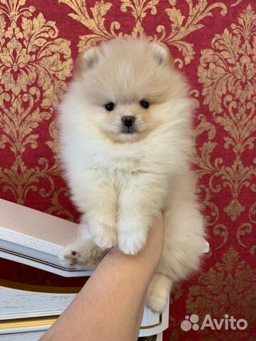 Шпиц симпатичная девочка Лола