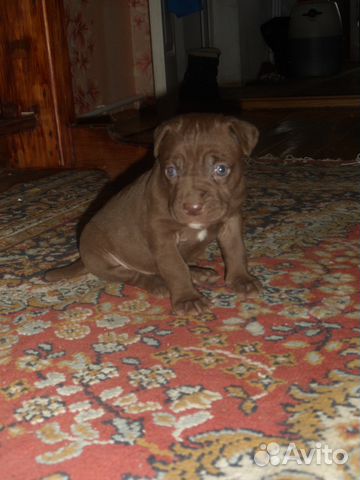 Щенок Кане Корсо