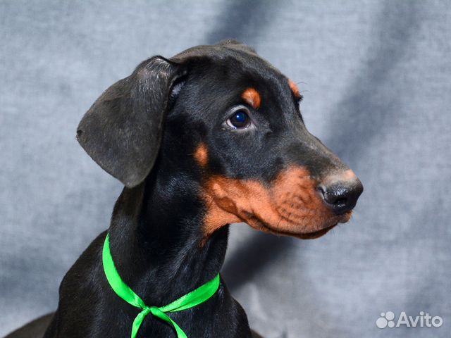 Щенки добермана, кобели