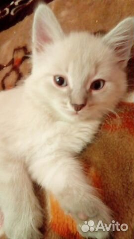 Милый котенок