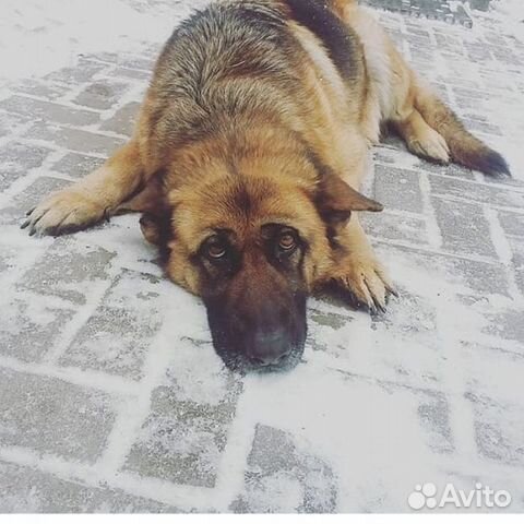 Пропала Немецкая овчарка СНТ изумруд. Нашедшего пр
