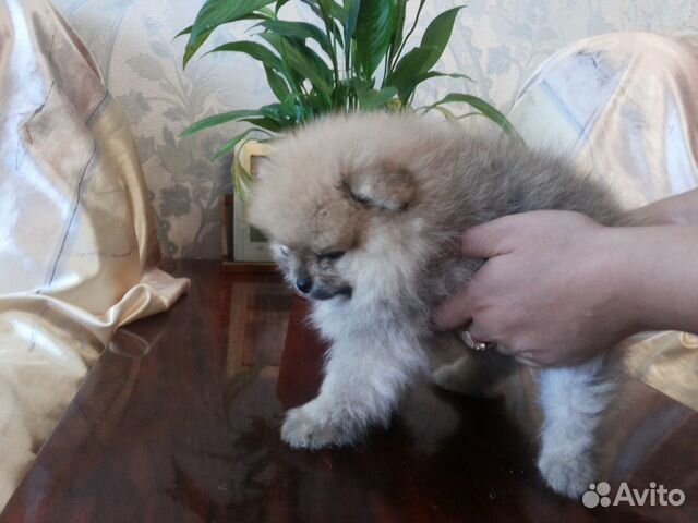 Щенки шпица медвежата мини и стандарт