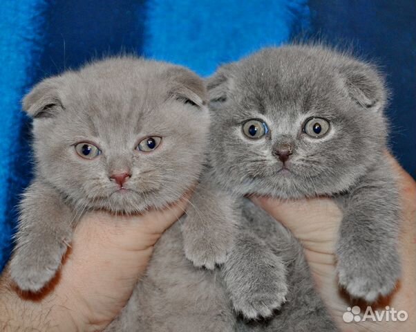 Шотландские вислоухие котик и кошечка