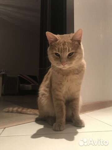 Кот