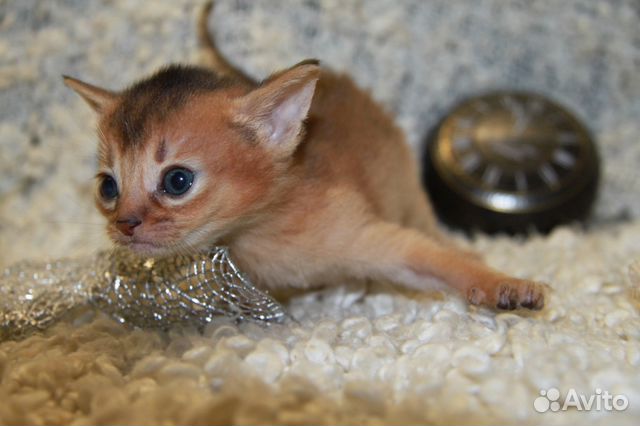 Абиссинская красотка