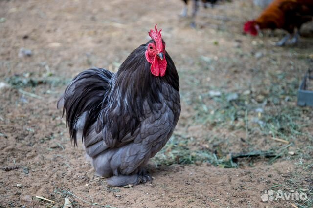Карликовые кохинхины, инкубационные яйца