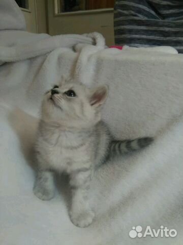 Британцы вискас