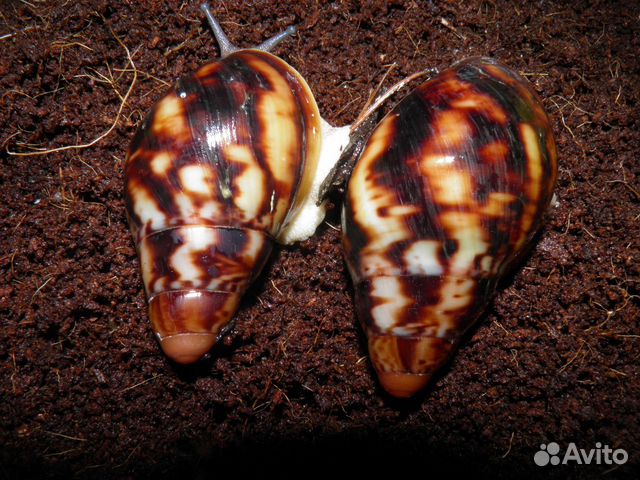 Африканская улитка архахатина Эгрегия F2