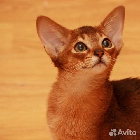 Девочка дикого окраса